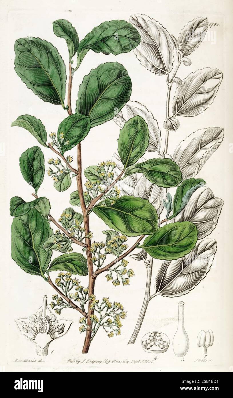 Plant introduction plants ornamental 17 azara sarah ann drake 2 hi-res ...