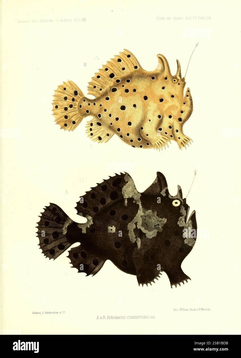 Andrew Garrett's Fische der Südsee, Hamburg, L. Friederichsen & Co ...