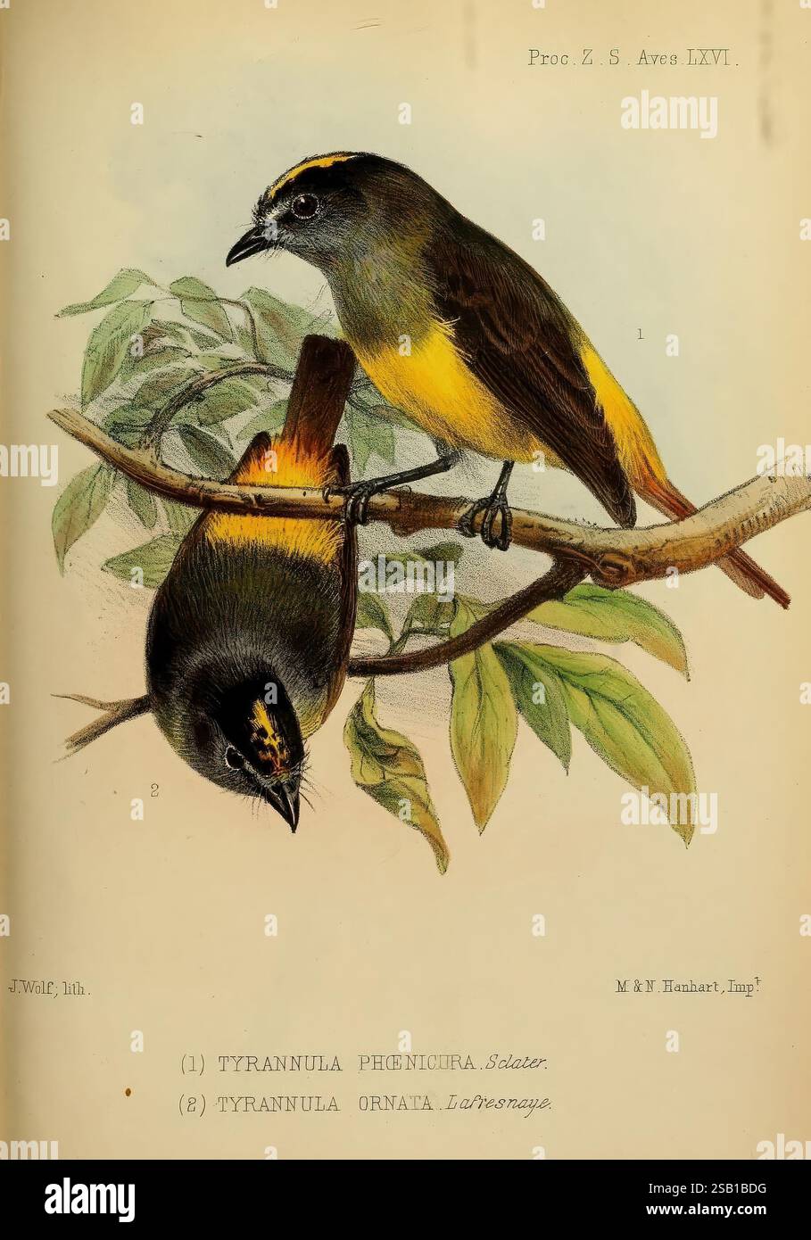 Accentuated yellow markings contrasting hi-res stock photography and ...