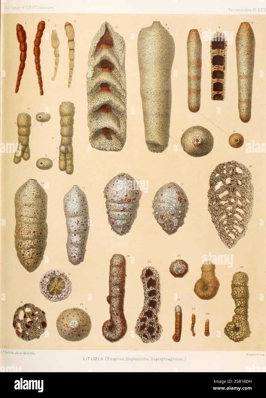 Varied shell structures hi-res stock photography and images - Alamy