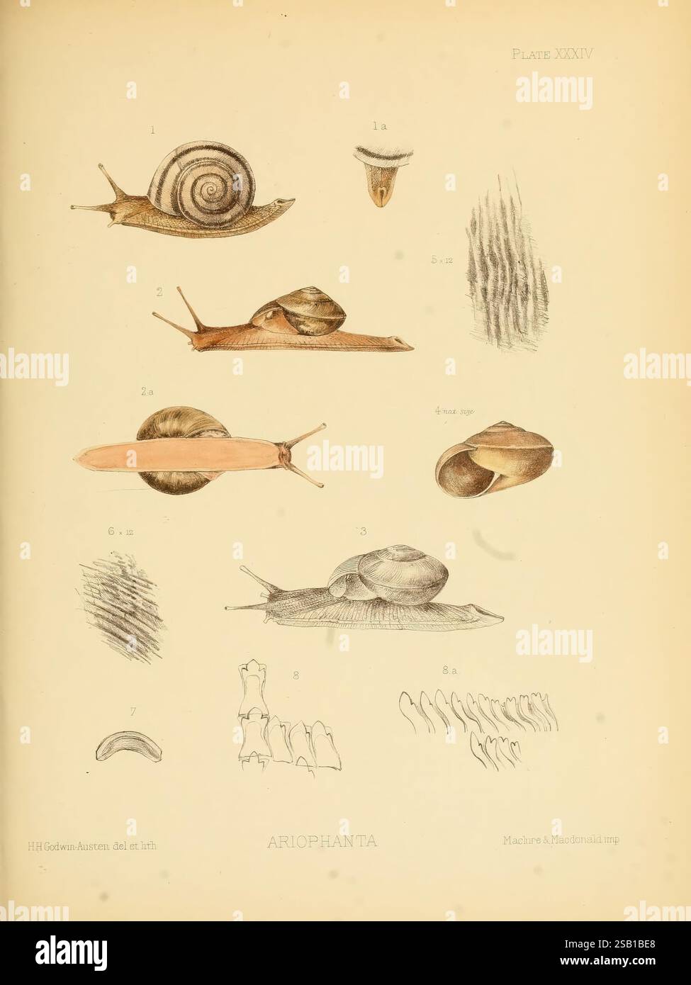 Top row displays snails hi-res stock photography and images - Alamy