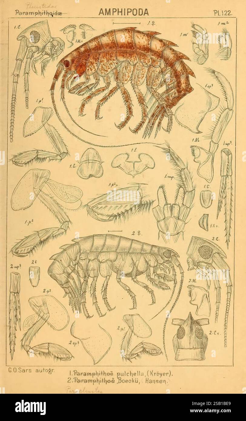 Illustration presents two detailed anatomical diagrams hi-res stock ...
