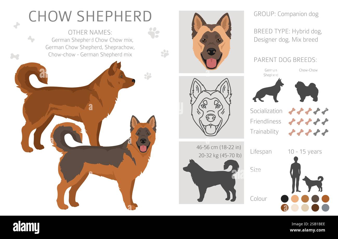 Chow Shepherd mix clipart. Chow chow German Shepherd mix. Different ...