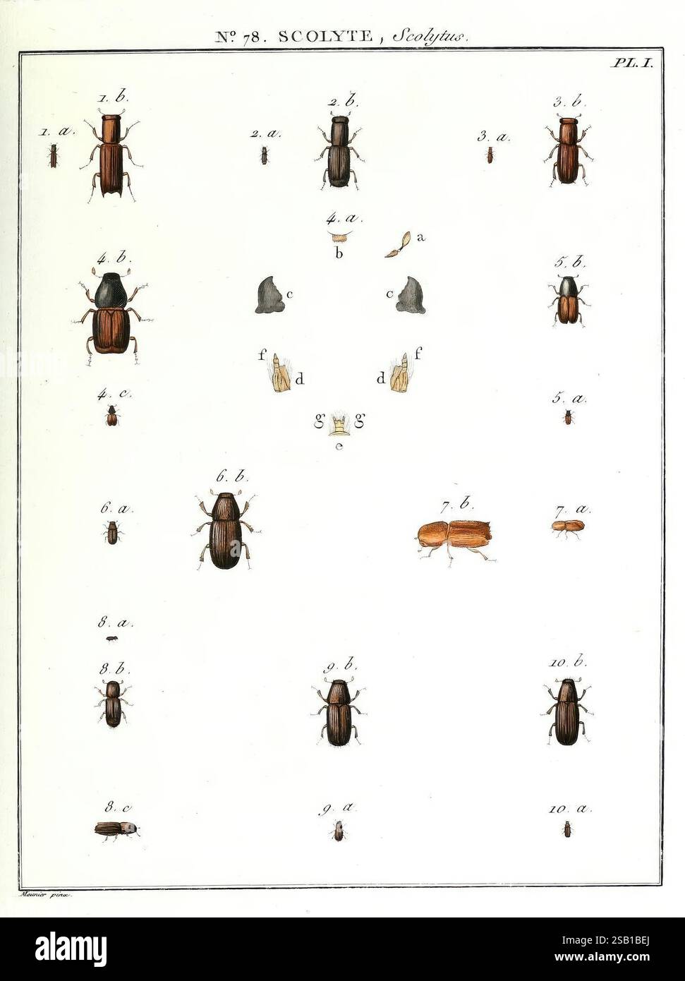 Entomologie ou Histoire naturelle des insectes, Paris, Imp. Baudouin ...