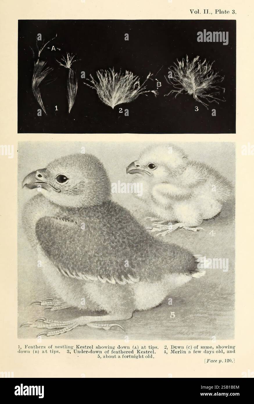 Highlighting detailed characteristics hi-res stock photography and ...