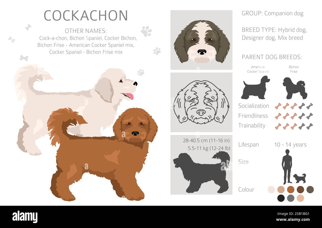 Cockachon clipart. Cocker Spaniel Bichon Frise mix. Different coat ...