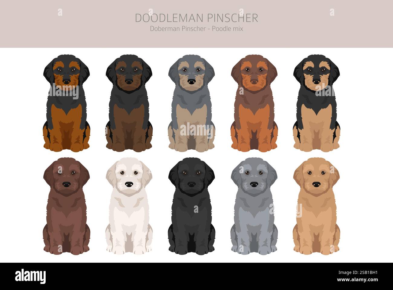 Doodleman Pinscher clipart. Doberman Pinscher Poodle mix. Different ...
