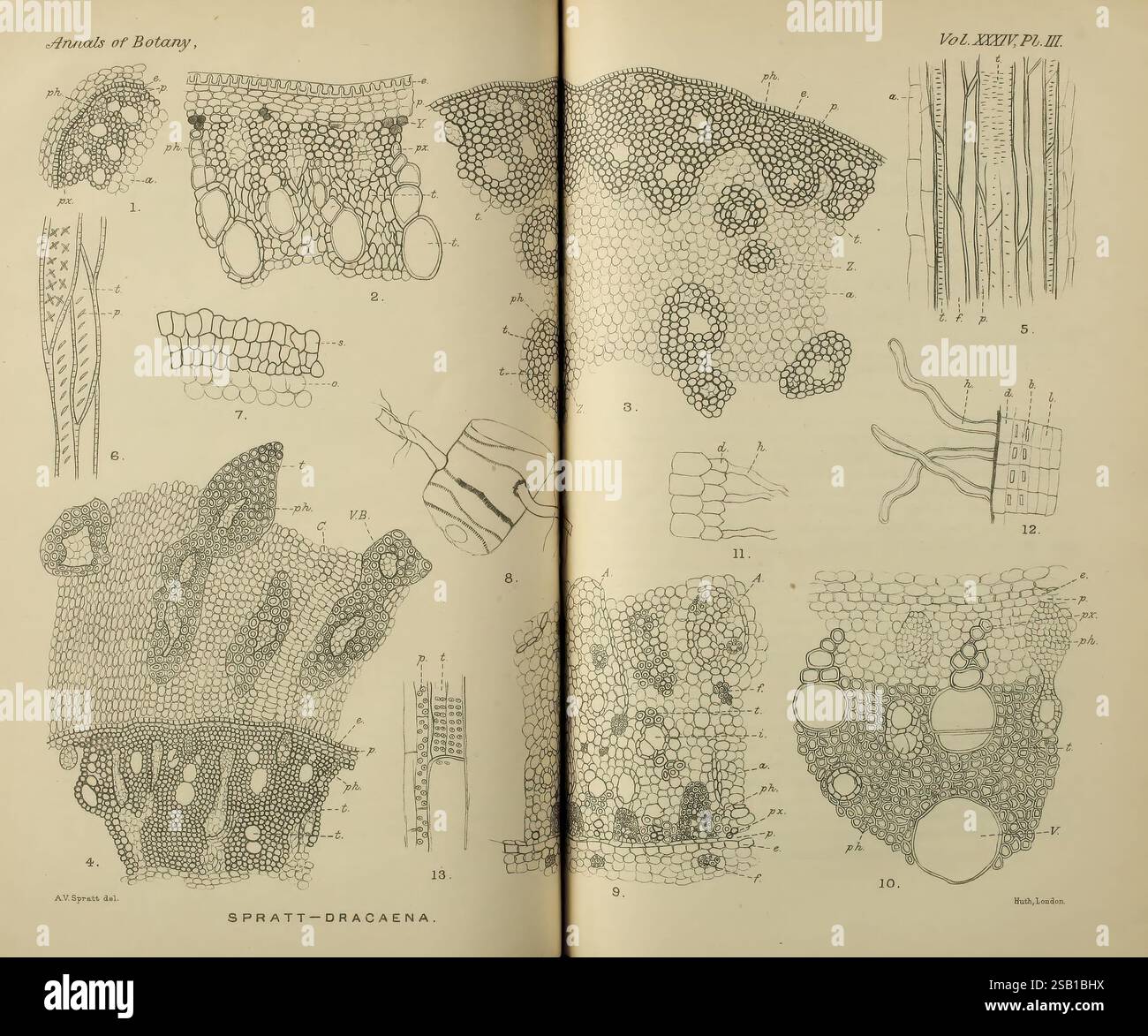 Annals of Botany, London, botany, periodicals, plants, This ...
