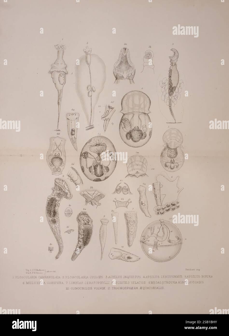 The Rotifera, London, Longmans, Green, 1889, rotifera, microscopic ...