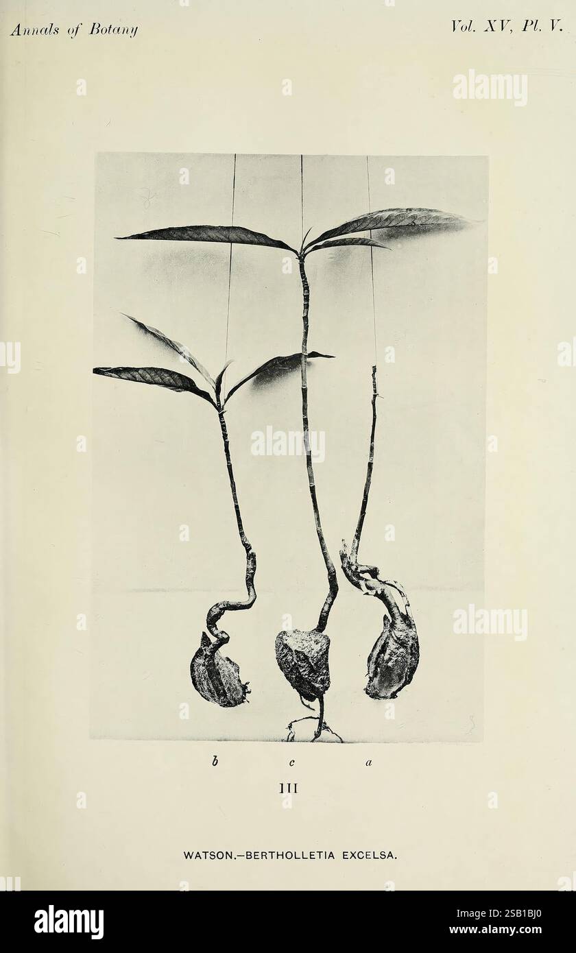 Annals of Botany, London, botany, periodicals, plants, The illustration ...