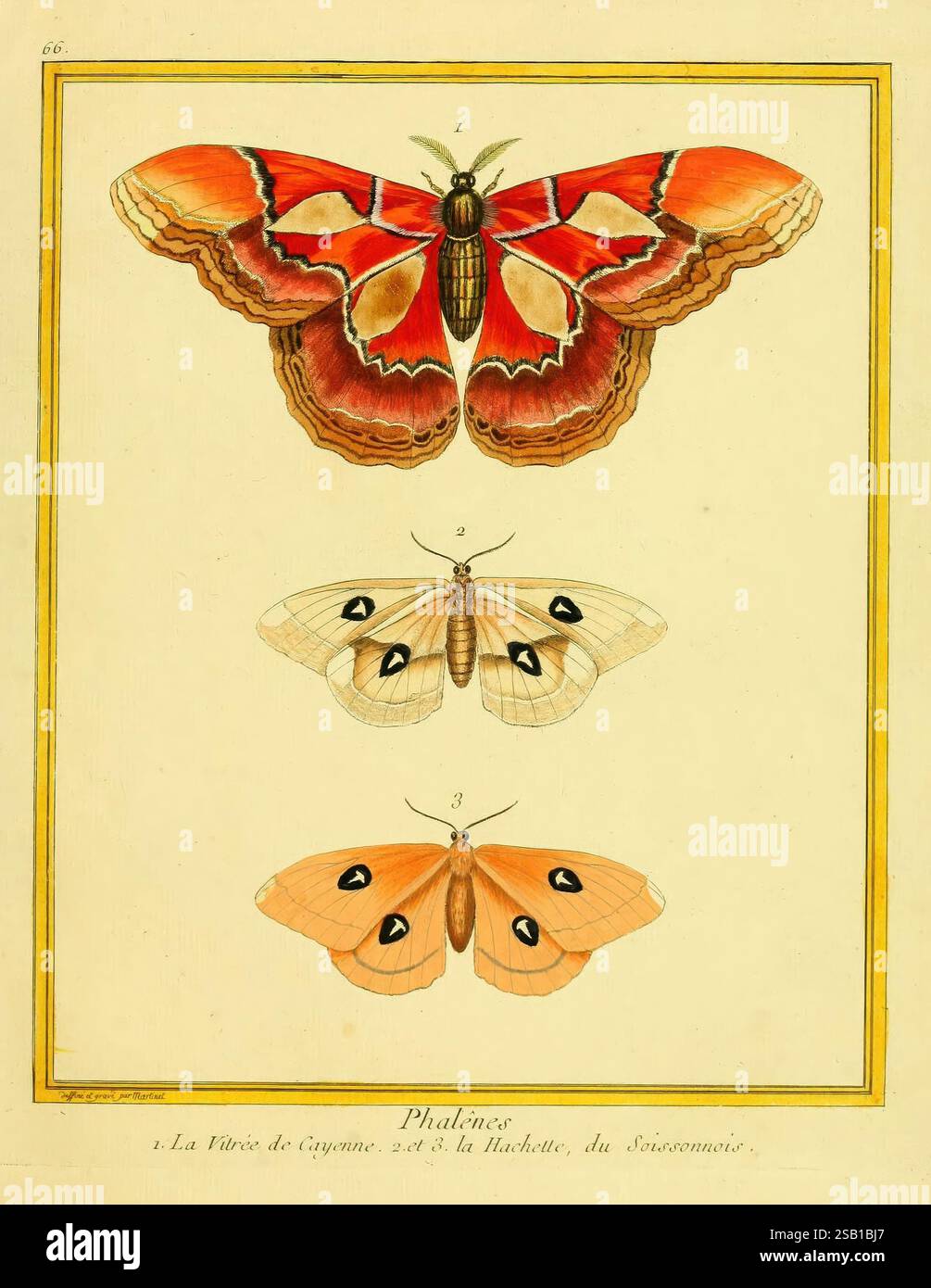 Vibrant moth displays hi-res stock photography and images - Alamy