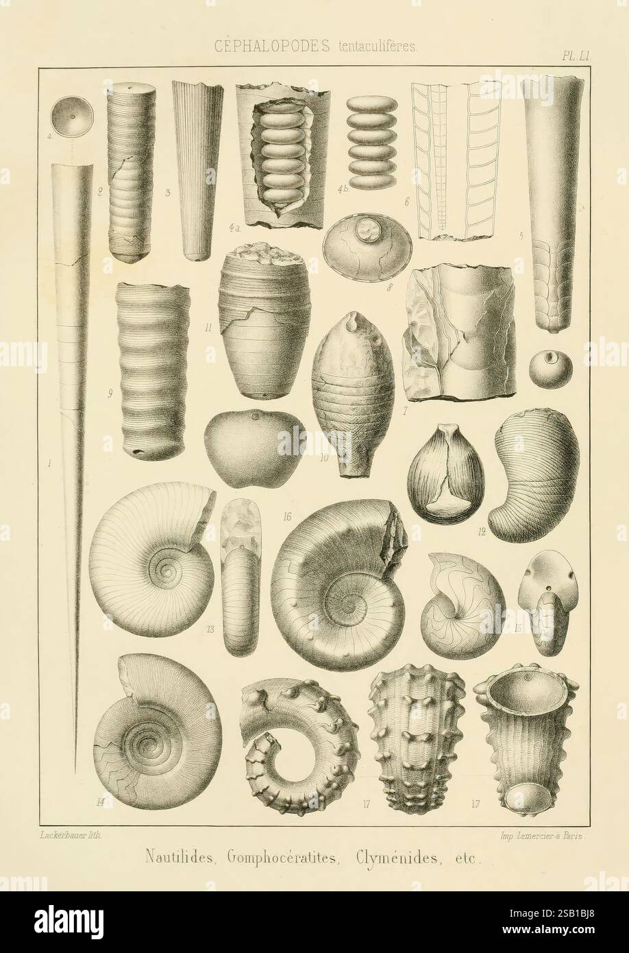 Fossils offers hi-res stock photography and images - Alamy