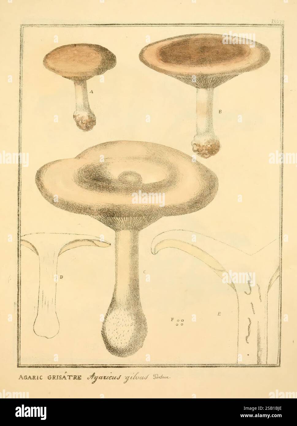Figures, des, champignons, serving, supplement, plans, Bulliard, Paris ...
