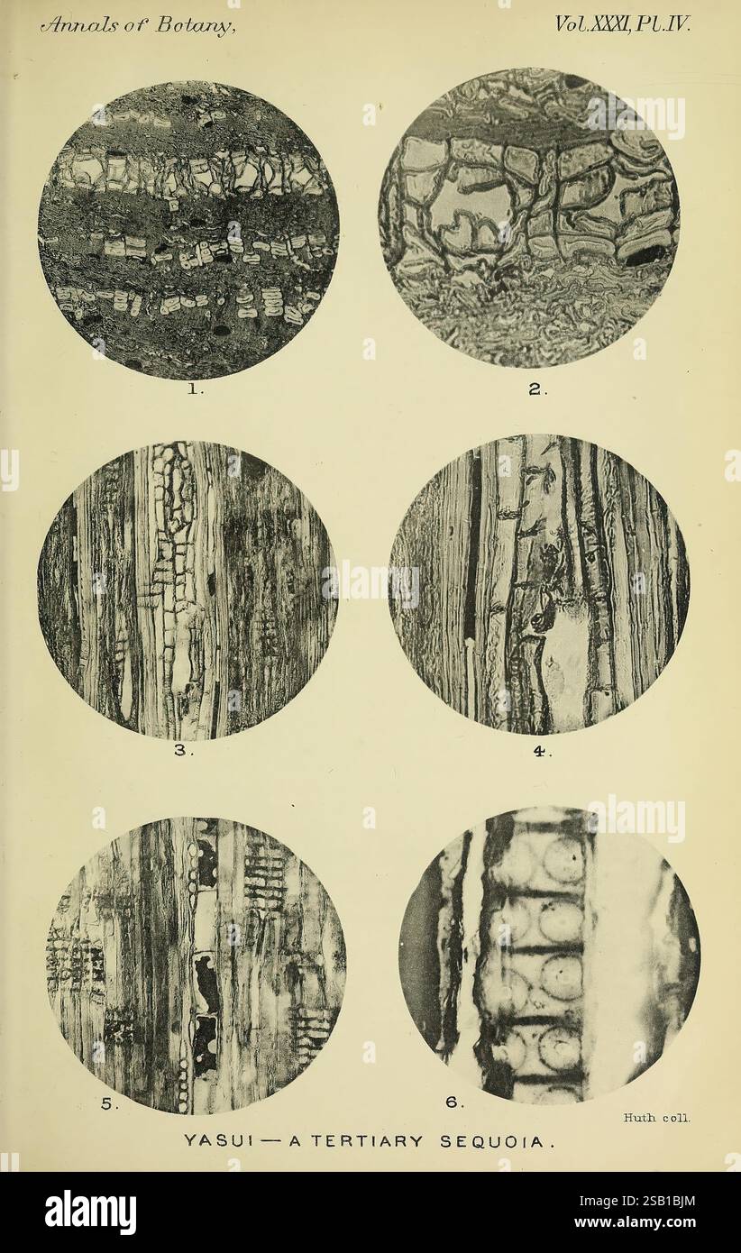 Featuring detailed cross sections hi-res stock photography and images ...