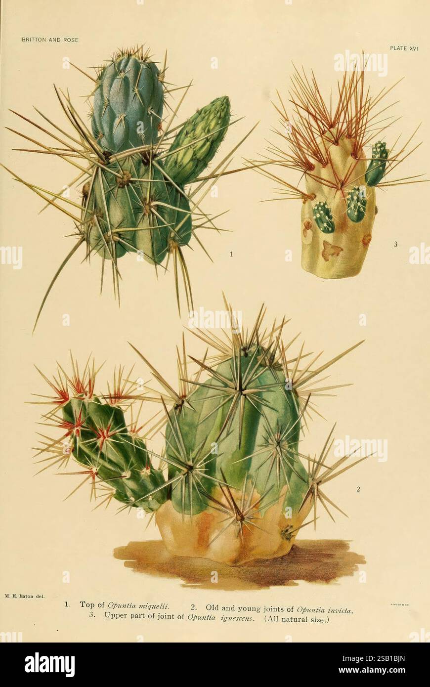 The Cactaceae Washington, Carnegie Institution of Washington, 1919-1923 ...