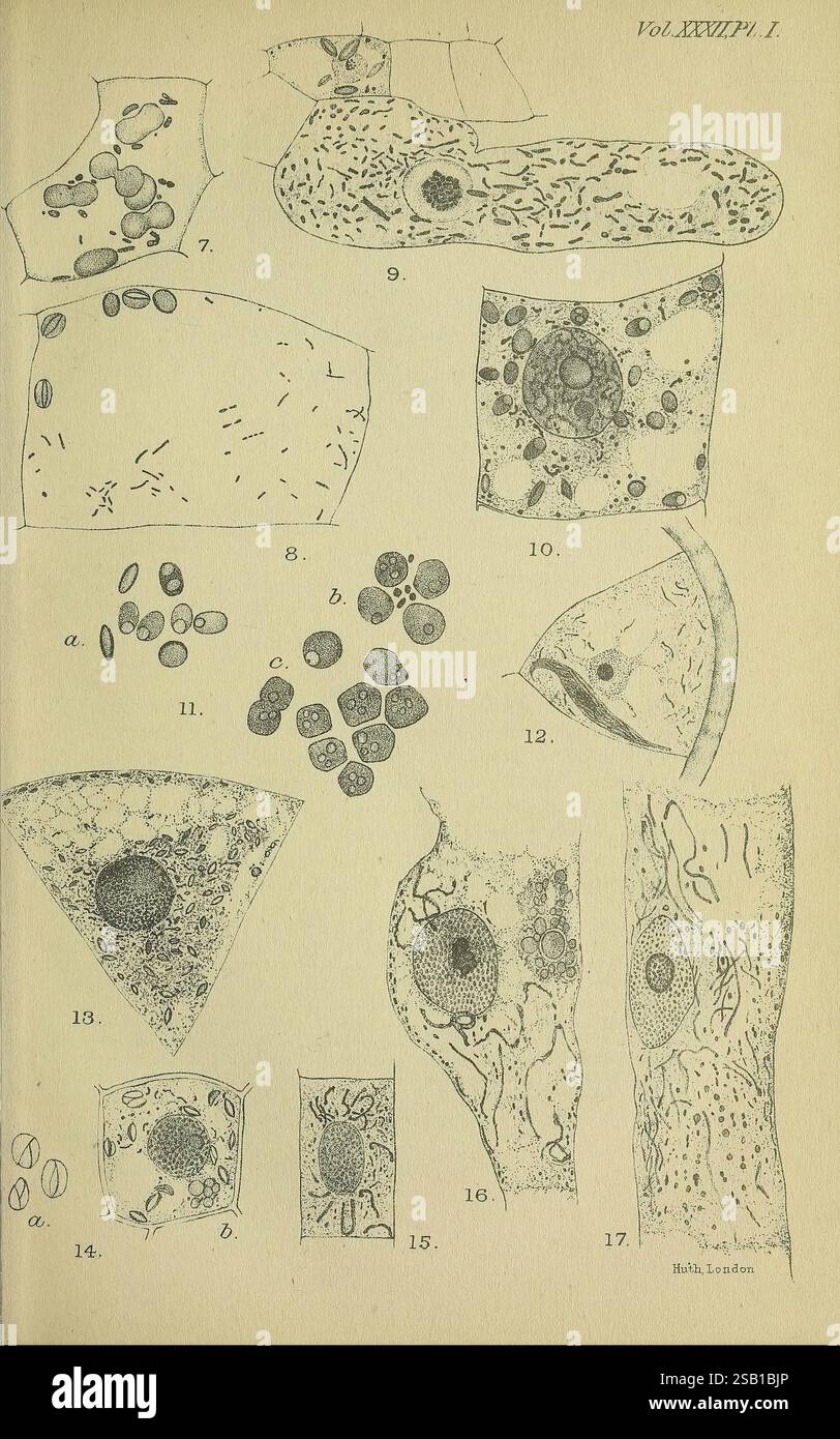 Annals of Botany London Botany Periodicals Plants, The illustration ...