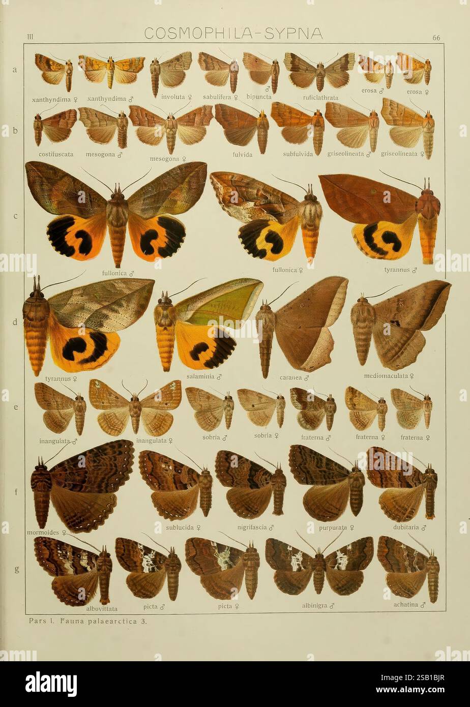 The Macrolepidoptera of the world, v.3, plates Stuttgart, Seitz'schen ...