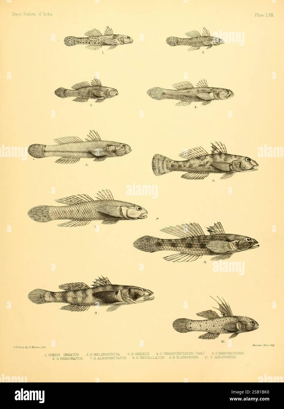 Structure of a fish scale hi-res stock photography and images - Alamy