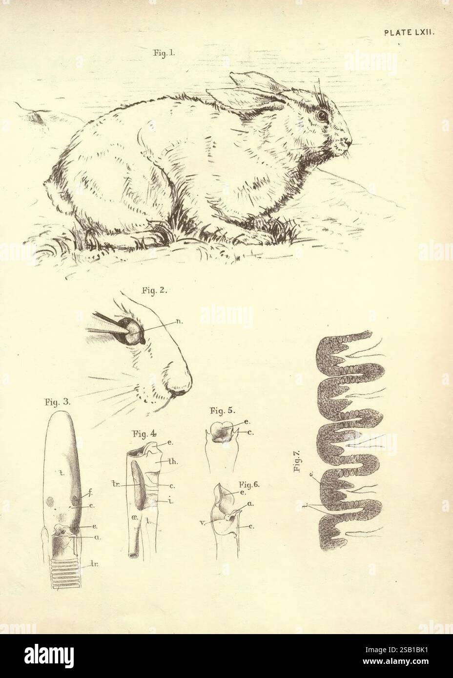 Illustrations of zoology: invertebrates & vertebrates Edinburgh Y.J ...