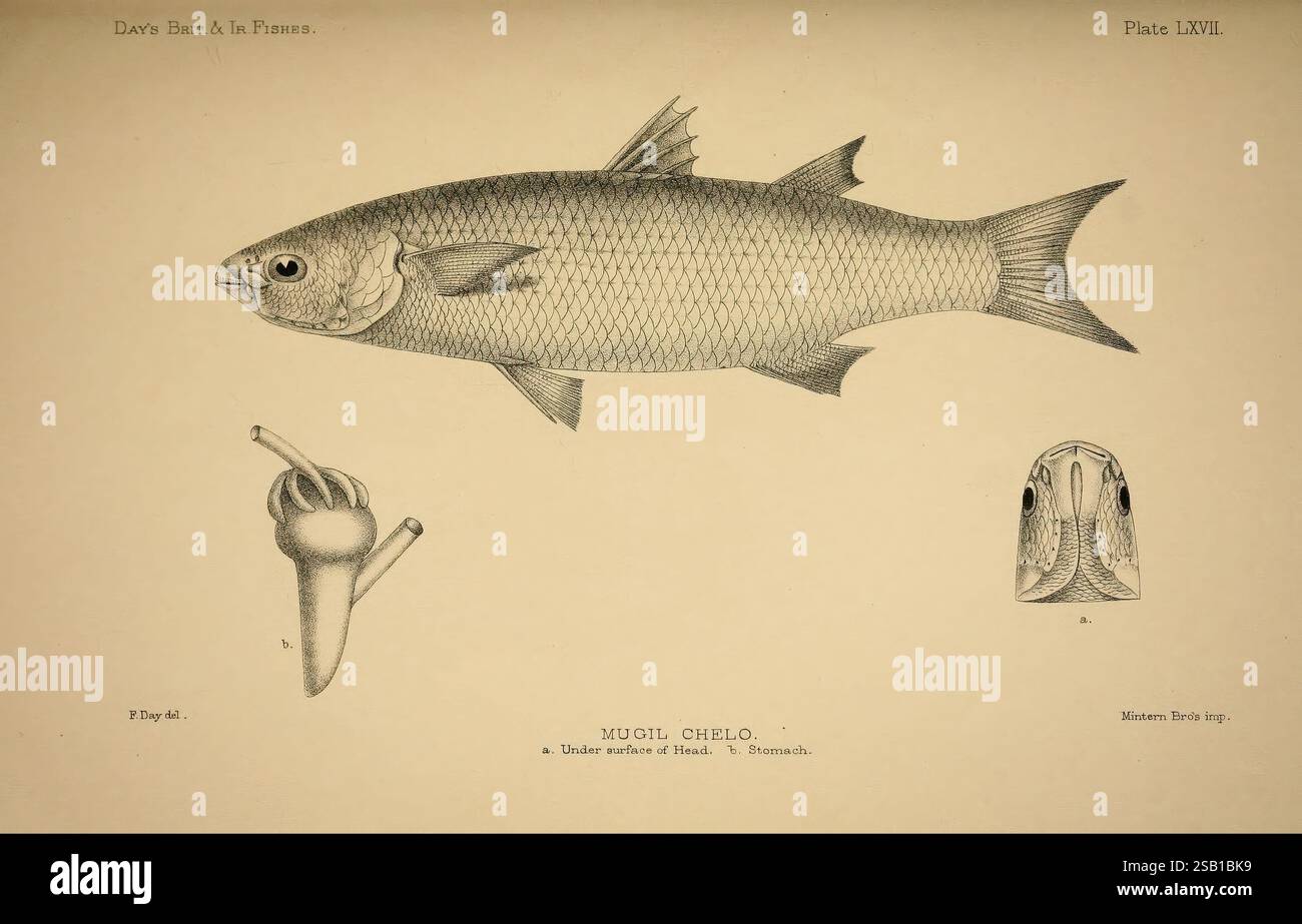 The, fishes, of, Great Britain, and, Ireland, Edinburgh, Williams, and ...