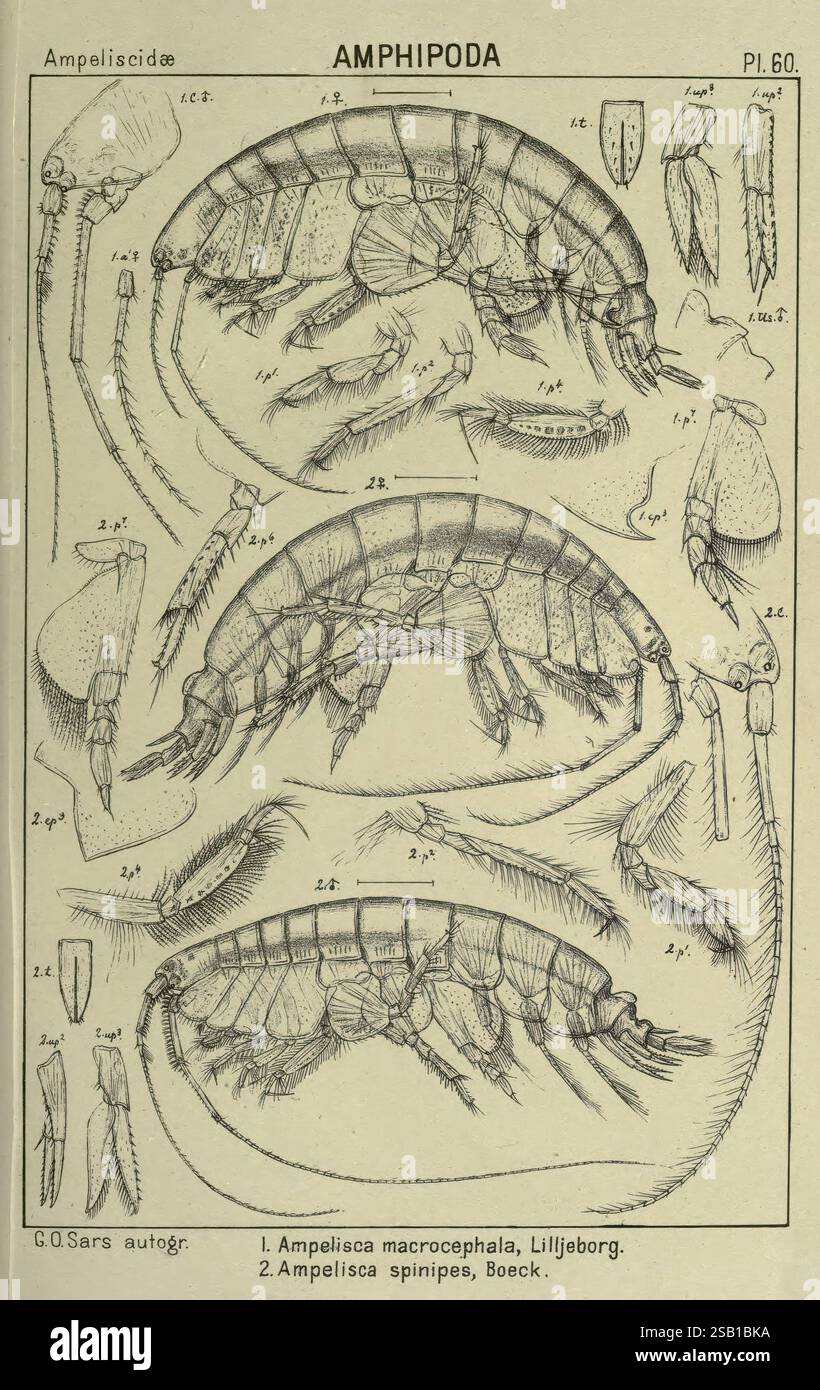 Ampelisca macrocephala hi-res stock photography and images - Alamy