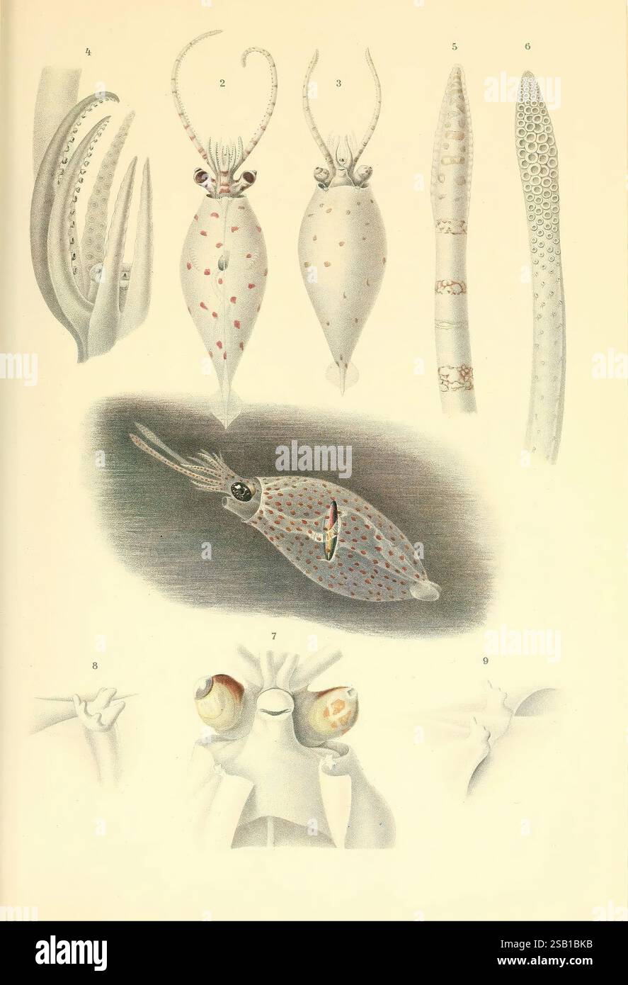 Stylized depiction reveals hi-res stock photography and images - Alamy