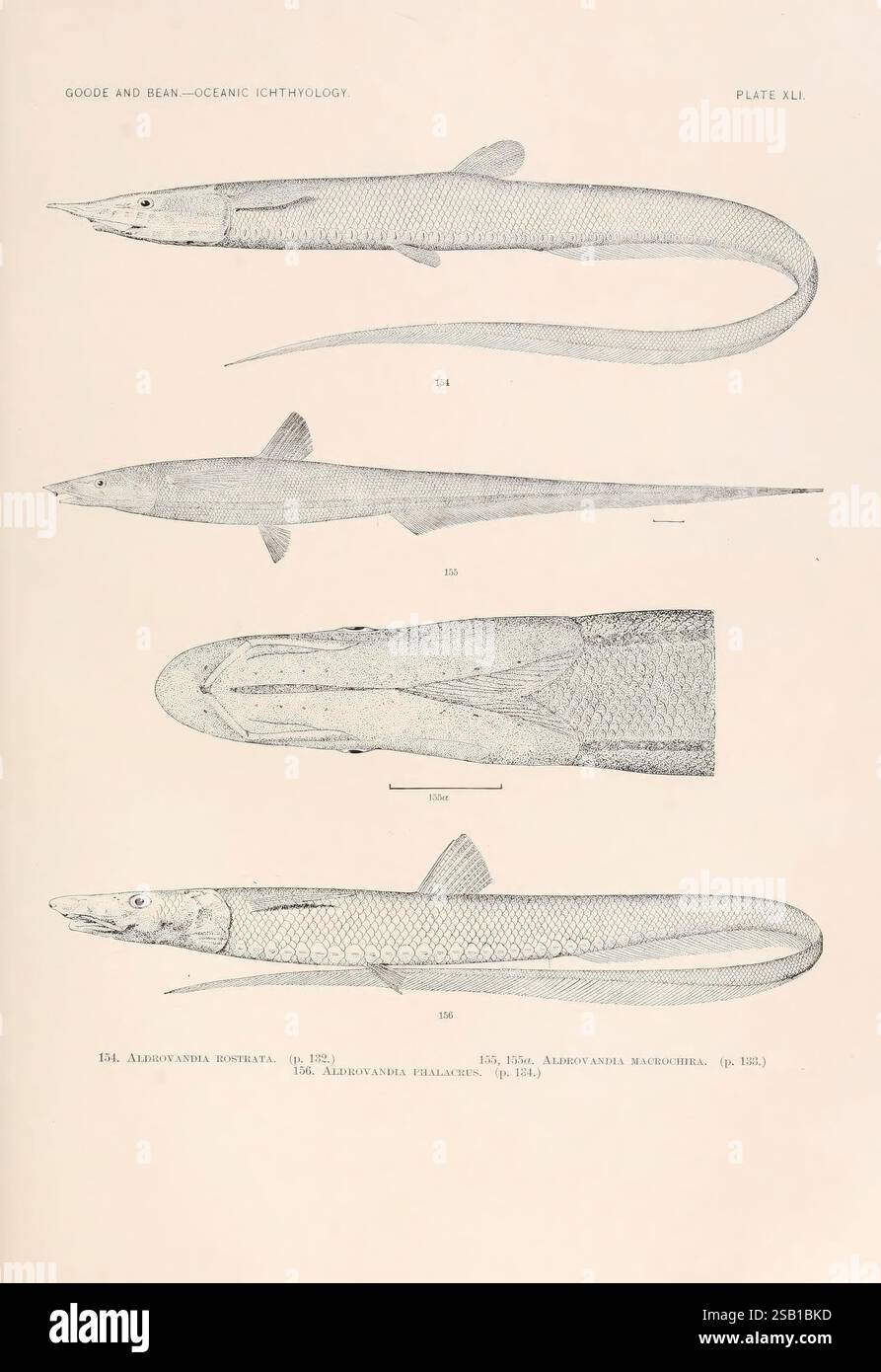 Oceanic Ichthyology v.22 Atlas Cambridge U.S.A. Printed for the Museum ...