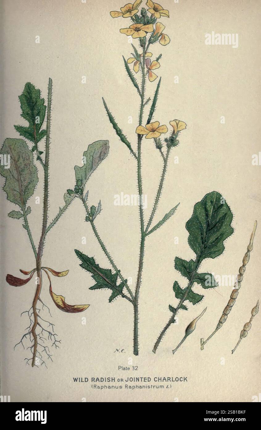 Farm Weeds of Canada Ottawa Dept. of Agriculture 1923 Botany Canada ...