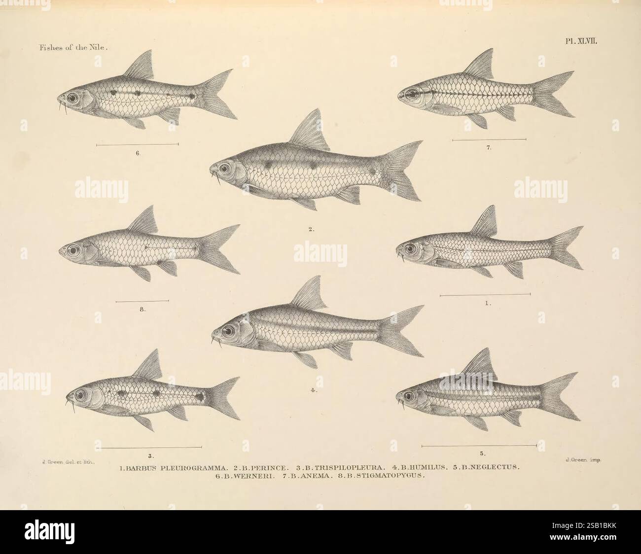 Barbus neglectus hi-res stock photography and images - Alamy