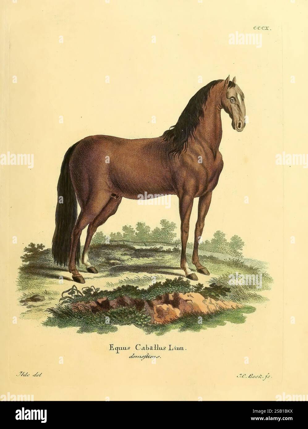 Well proportioned horse hi-res stock photography and images - Alamy