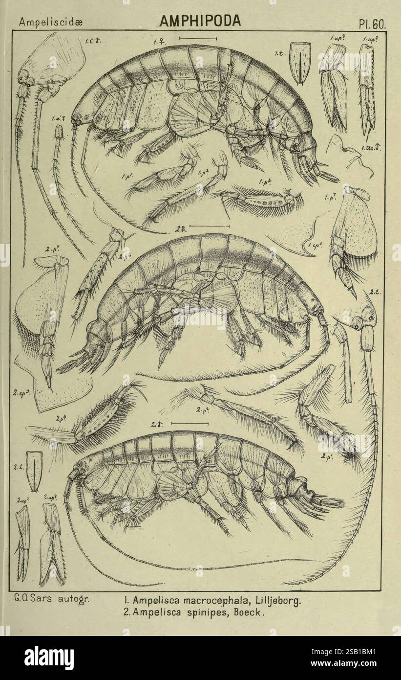 An account of the Crustacea of Norway, v.1. Amphipoda plates ...