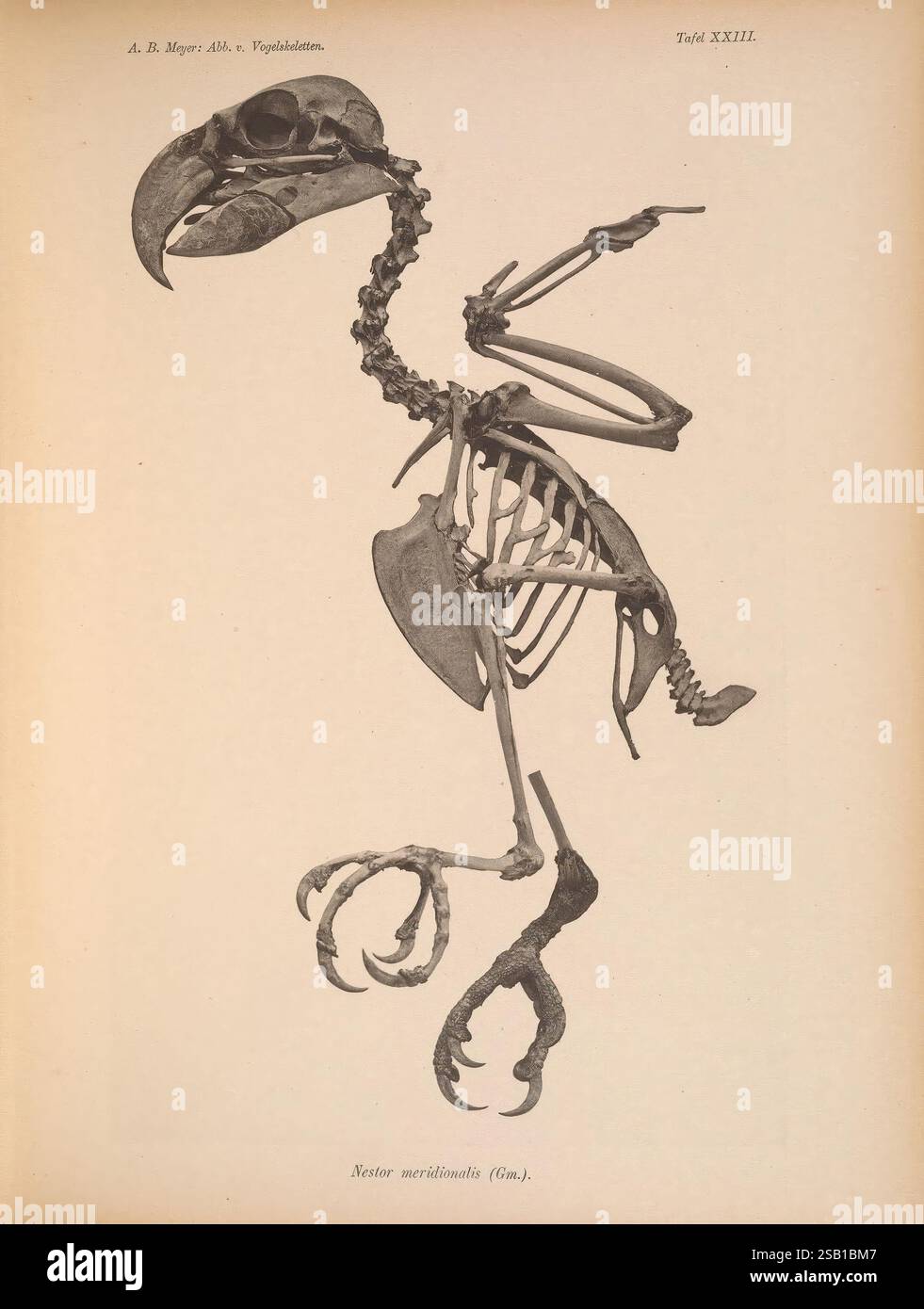 Distinct beak shape hi-res stock photography and images - Alamy