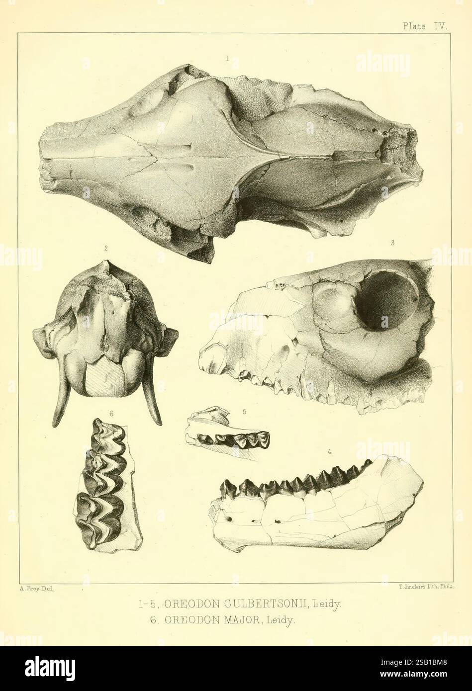 The ancient fauna of Nebraska Washington 1853 Nebraska Paleontology ...