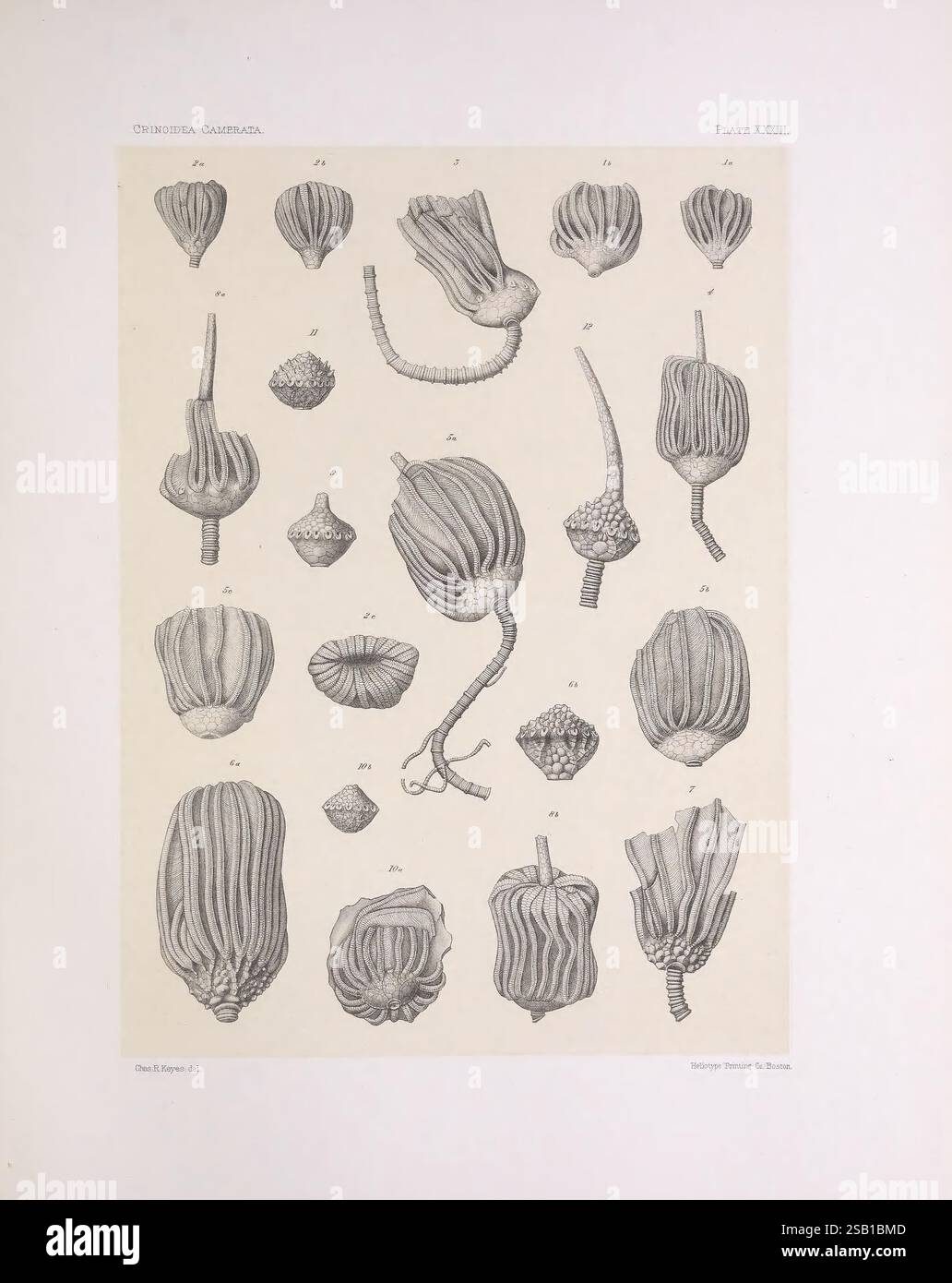 Plant morphology emphasizes hi-res stock photography and images - Alamy