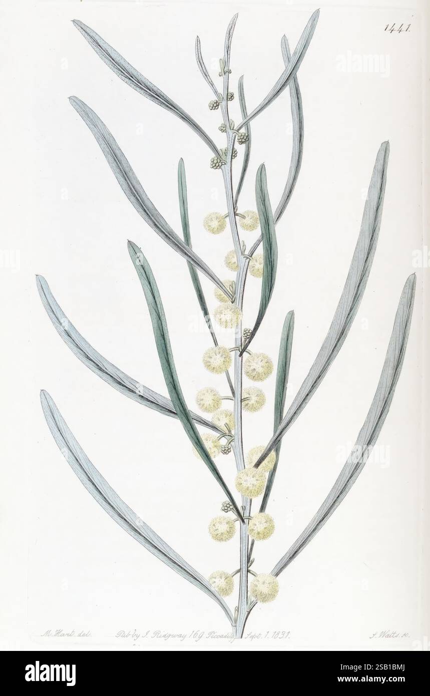 Edwards's botanical register, London, James Ridgway, 1829-1847, 1829 ...