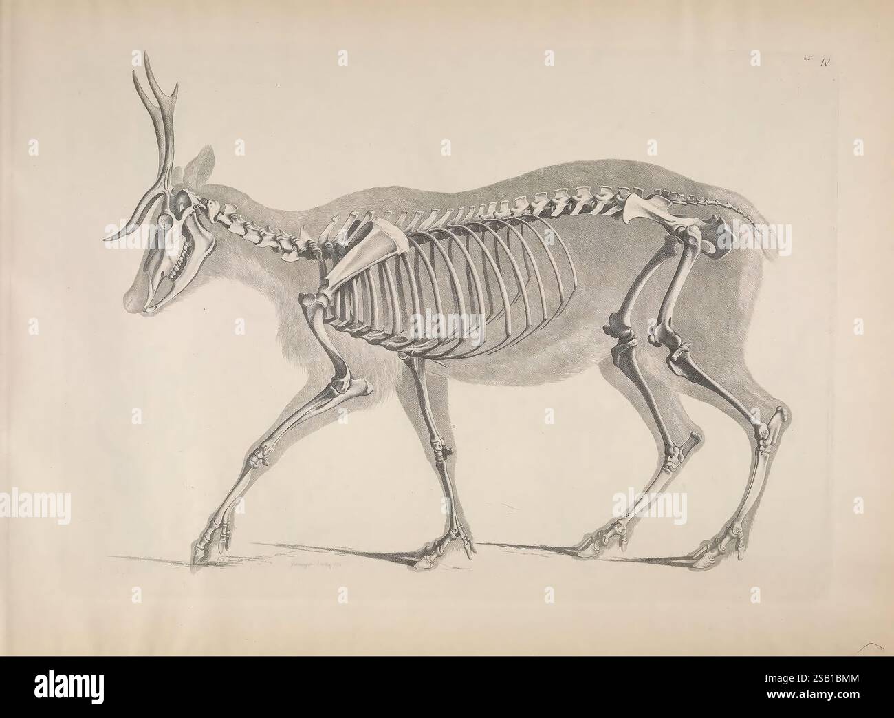 Die vergleichende Osteologie, Bonn, In Commission bei Eduard Weber,1821 ...