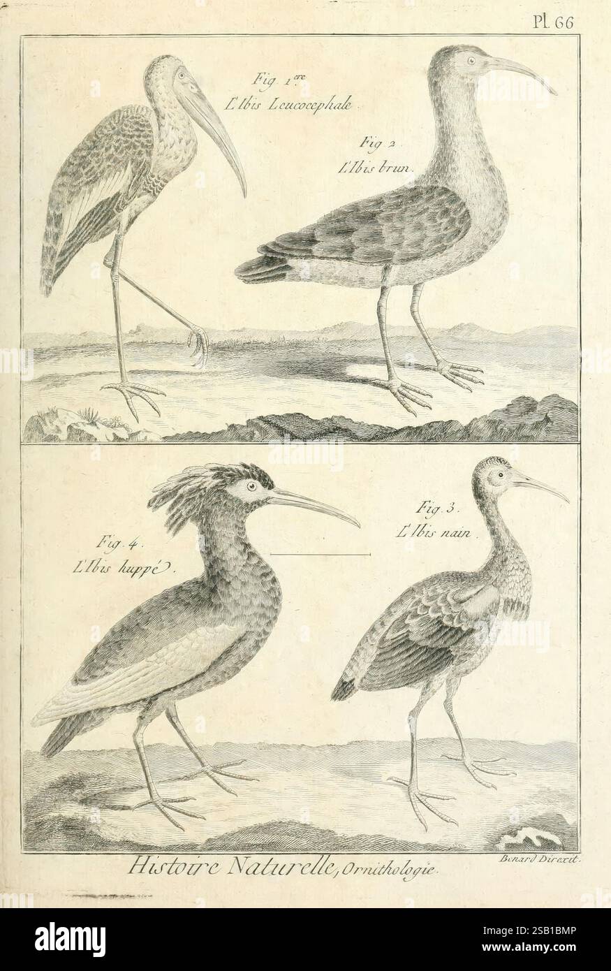 Tableau encyclopédique et méthodique des trois règnes de la nature, A ...