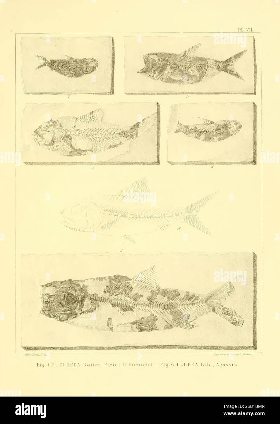 Nouvelles recherches sur les poissons fossiles du Mont Liban, Genève ...