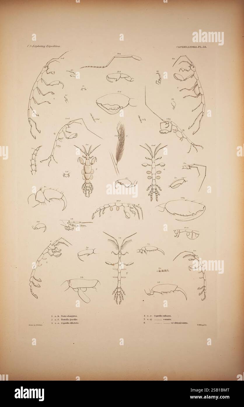 Represent specific adaptations hi-res stock photography and images - Alamy