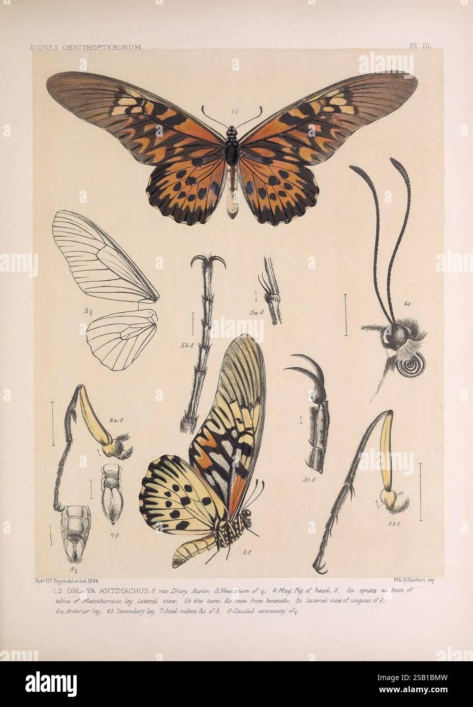 Icones Ornithopterorum London Published Author Upper Norwood London S.E ...