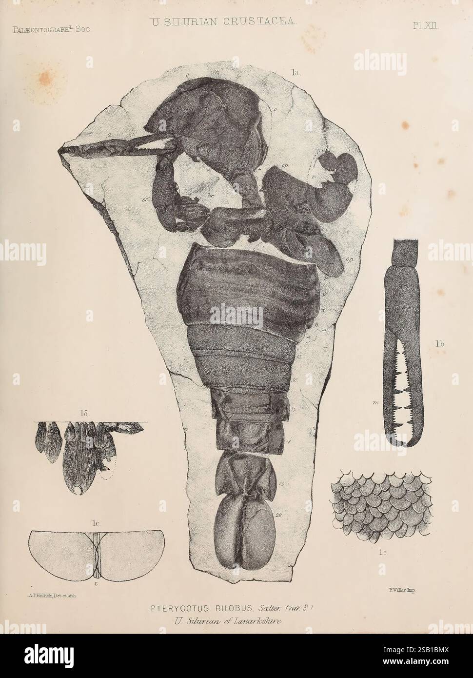 A monograph of the British fossil Crustacea, London, Printed for the ...