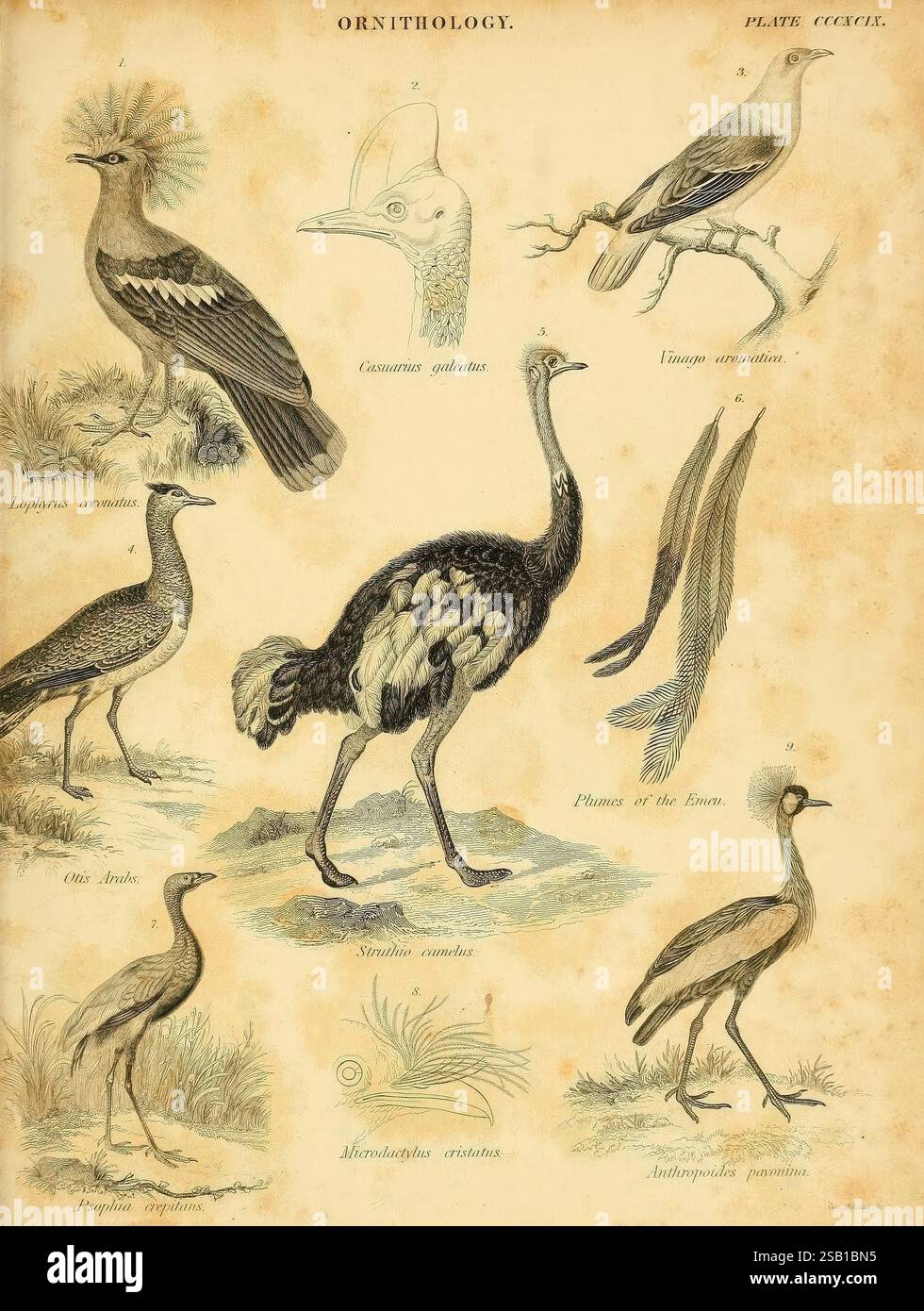 An, introduction, to, the, natural, history, of, birds, Dublin, Adam ...