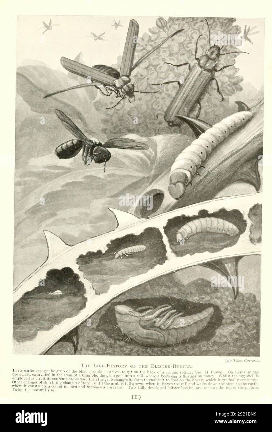 Marvels of insect life, New York, R. M. McBride,1916, beetle, insects ...
