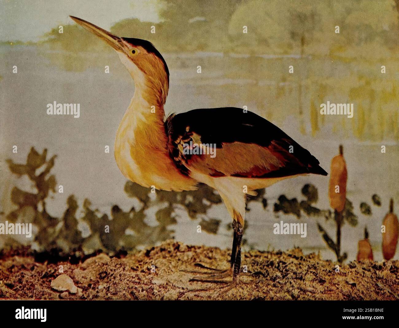 Herons unique pose hi-res stock photography and images - Alamy