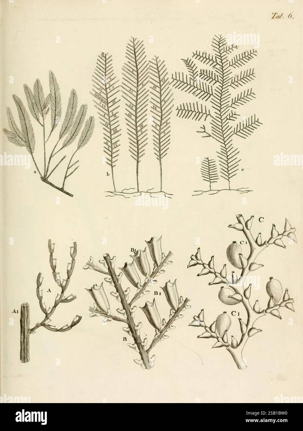 Detailed leaf patterns labeled hi-res stock photography and images - Alamy