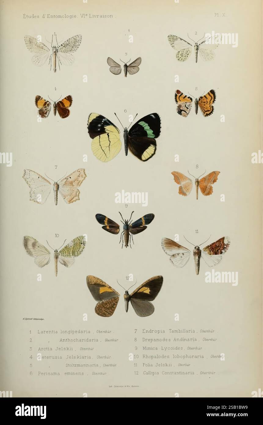 Slender winged moths hi-res stock photography and images - Alamy