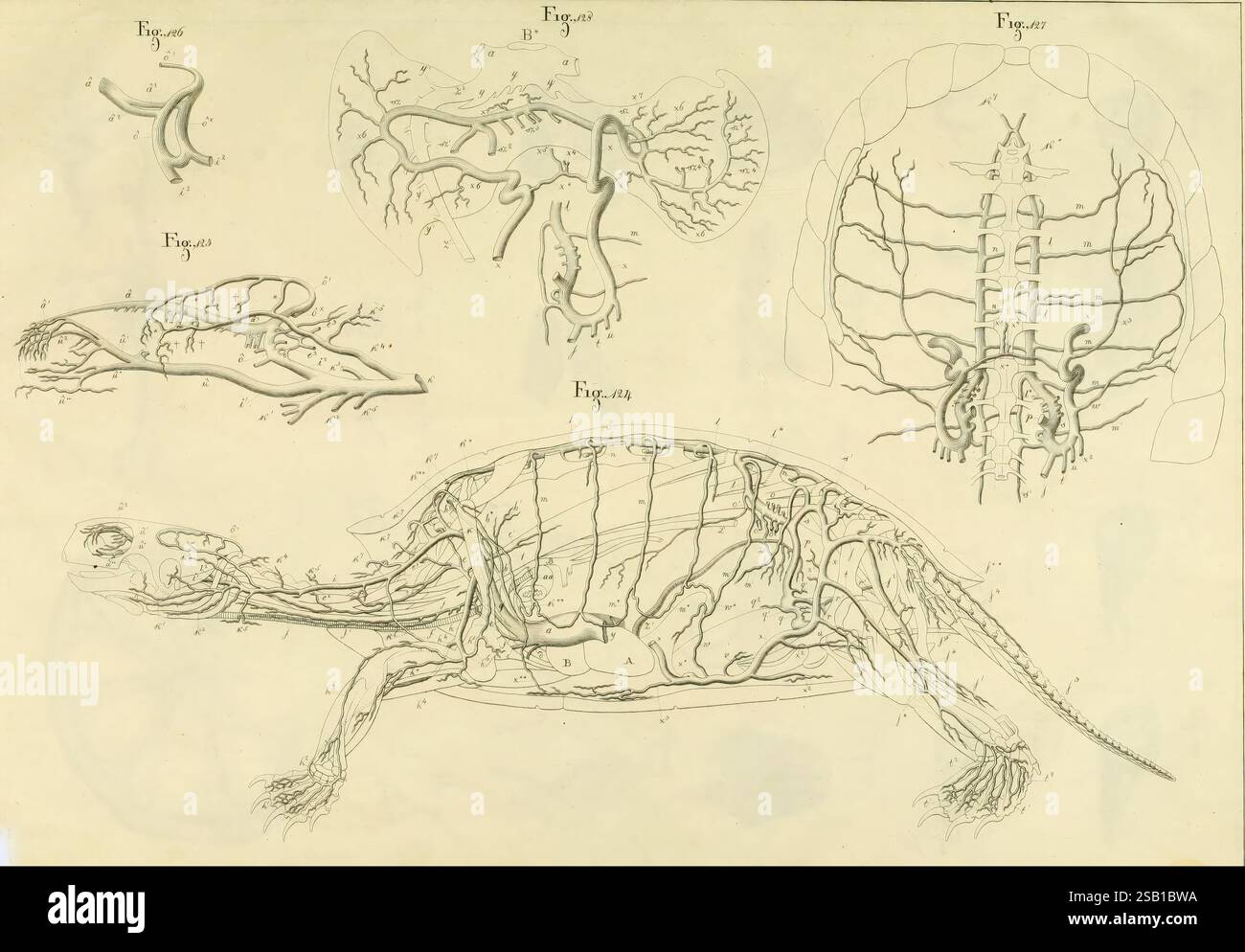 Anatome testudinis Europaeae, Vilnae, Impensis auctoris, typis Josephi ...