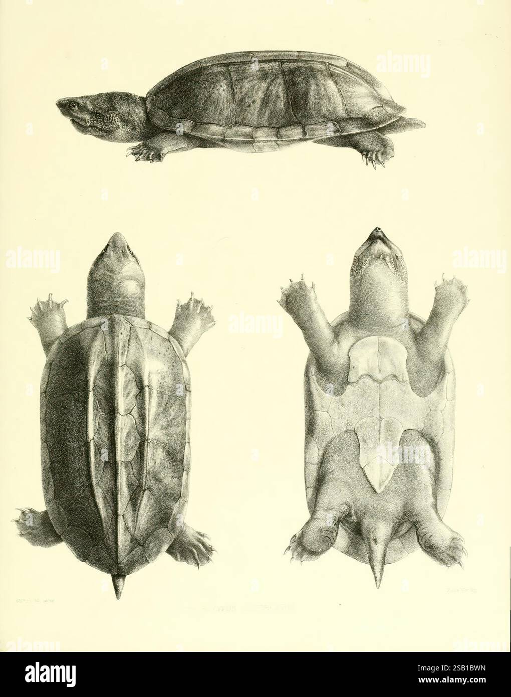 Catalogue of Shield Reptiles in the Collection of the British Museum ...