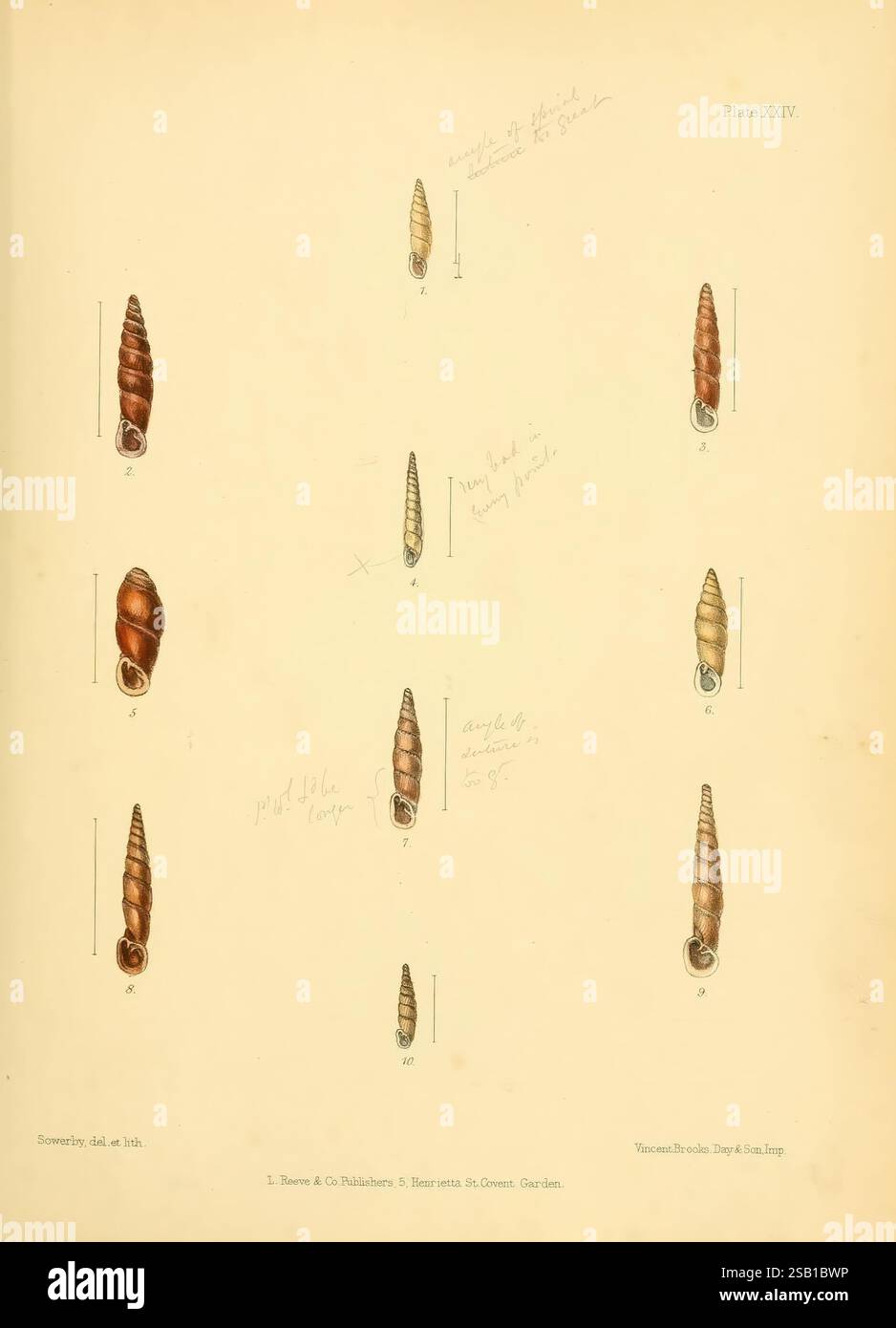 Top row features five distinct shells hi-res stock photography and ...
