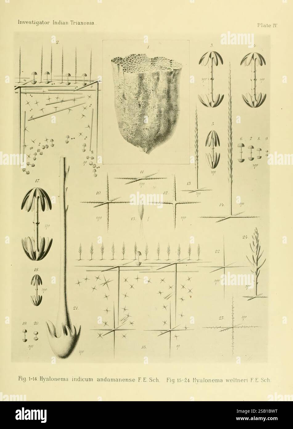 Hyalonema weltneri hi-res stock photography and images - Alamy